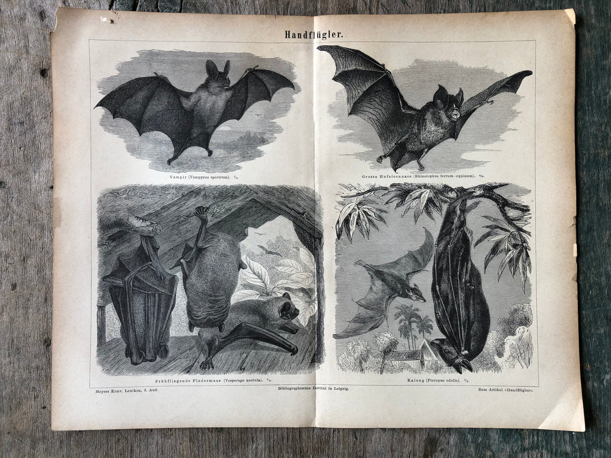German Bat Print – Under the Covers Antique and Vintage Books